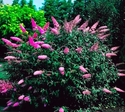 BUDDLEIA - ARBRE A PAPILLONS - Jardinerie Prosperi