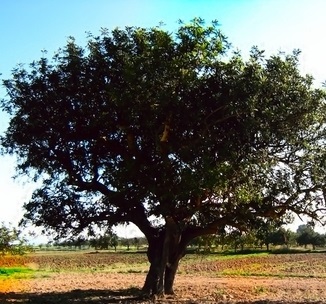 CERATONIA SILIQUA - CAROUBIER - Jardinerie Prosperi