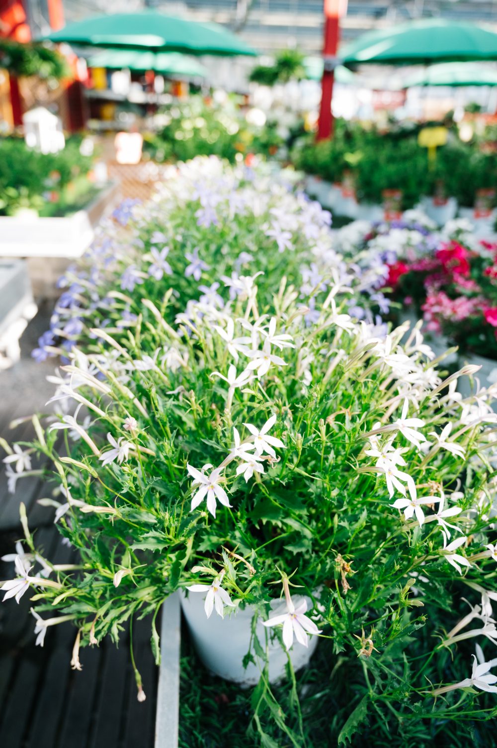 ISOTOMA – Jardinerie Prosperi