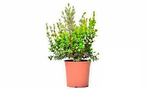 MYRTUS COMMUNIS - MYRTE COMMUN - Jardinerie Prosperi