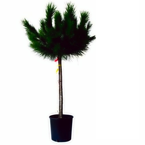 PINUS PINEA - PIN PARASOL - Jardinerie Prosperi