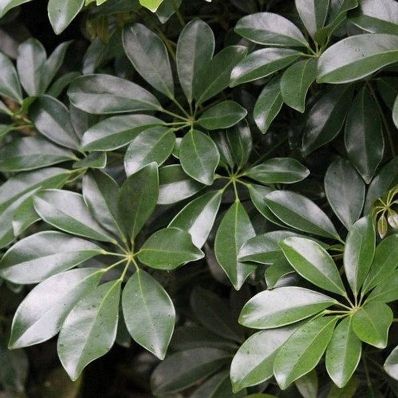 BRASSAIA - SCHEFFLERA - Jardinerie Prosperi