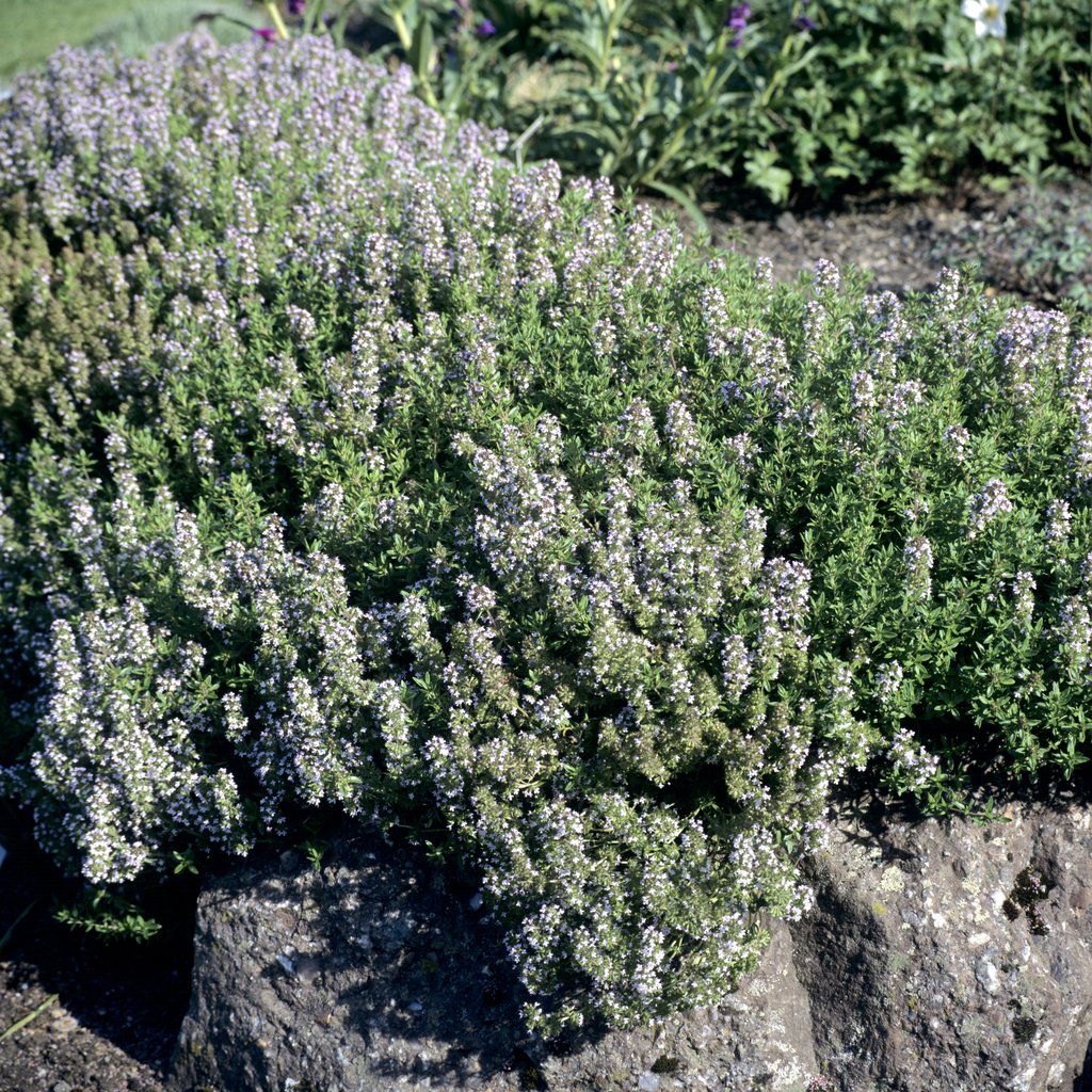 THYMUS VULGARIS - THYM - Jardinerie Prosperi