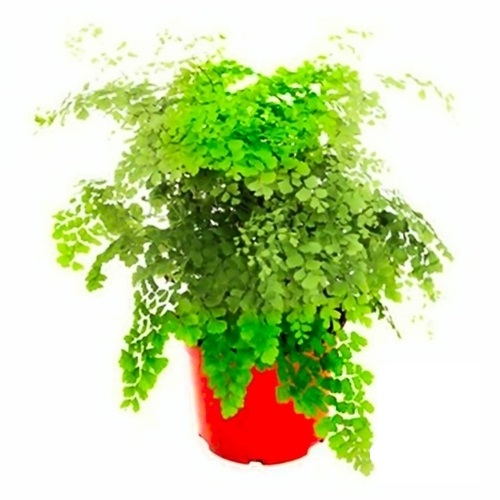 CAPILLAIRE ADIANTUM - CHEVEUX DE VENUS - Jardinerie Prosperi