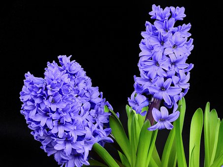 HYACINTHUS - JACYNTHE VÉRITABLE - Jardinerie Prosperi