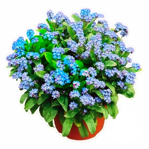 Myosotis