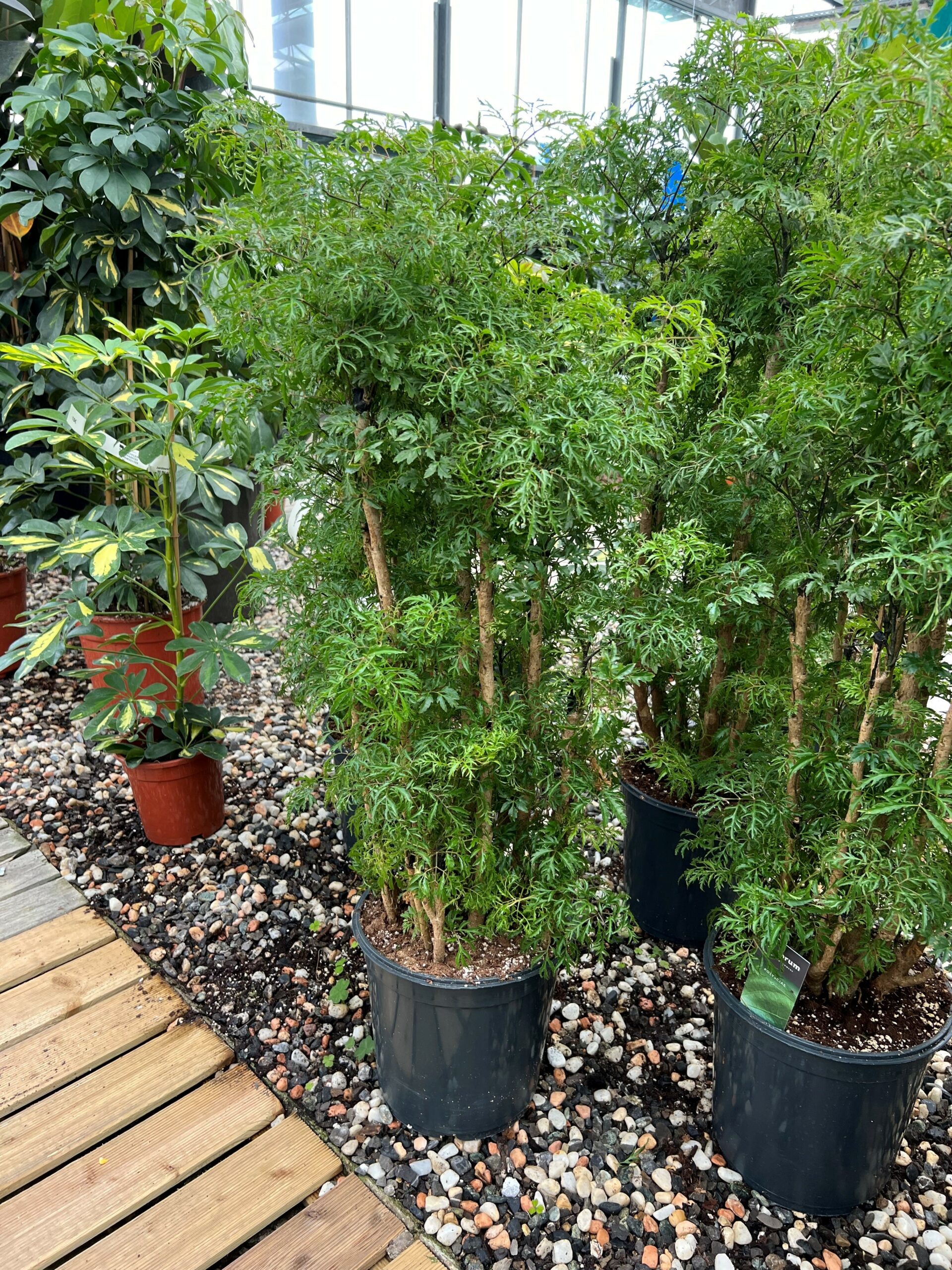 POLYSCIAS – Jardinerie Prosperi