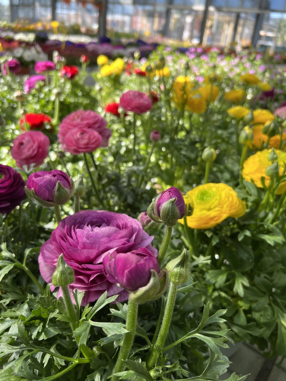 RENONCULE – Jardinerie Prosperi