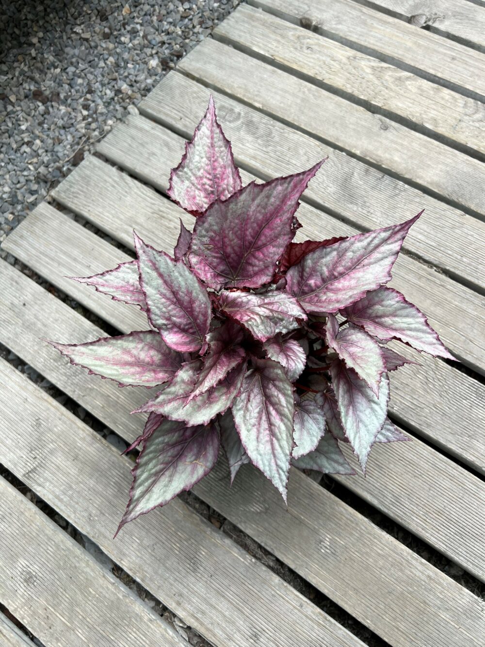 BEGONIA REX SILVER – Jardinerie Prosperi