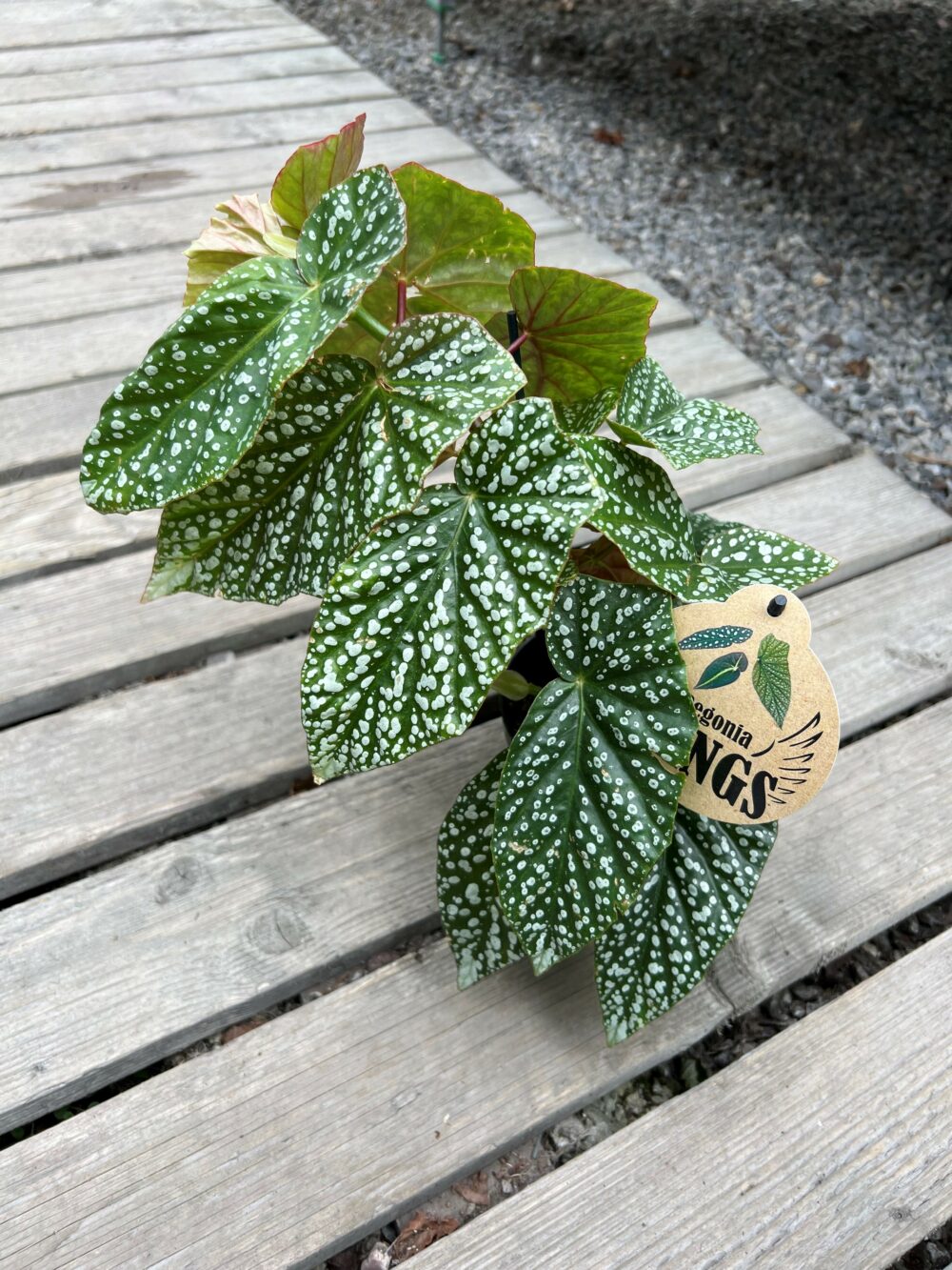 BEGONIA MACULATA – Jardinerie Prosperi