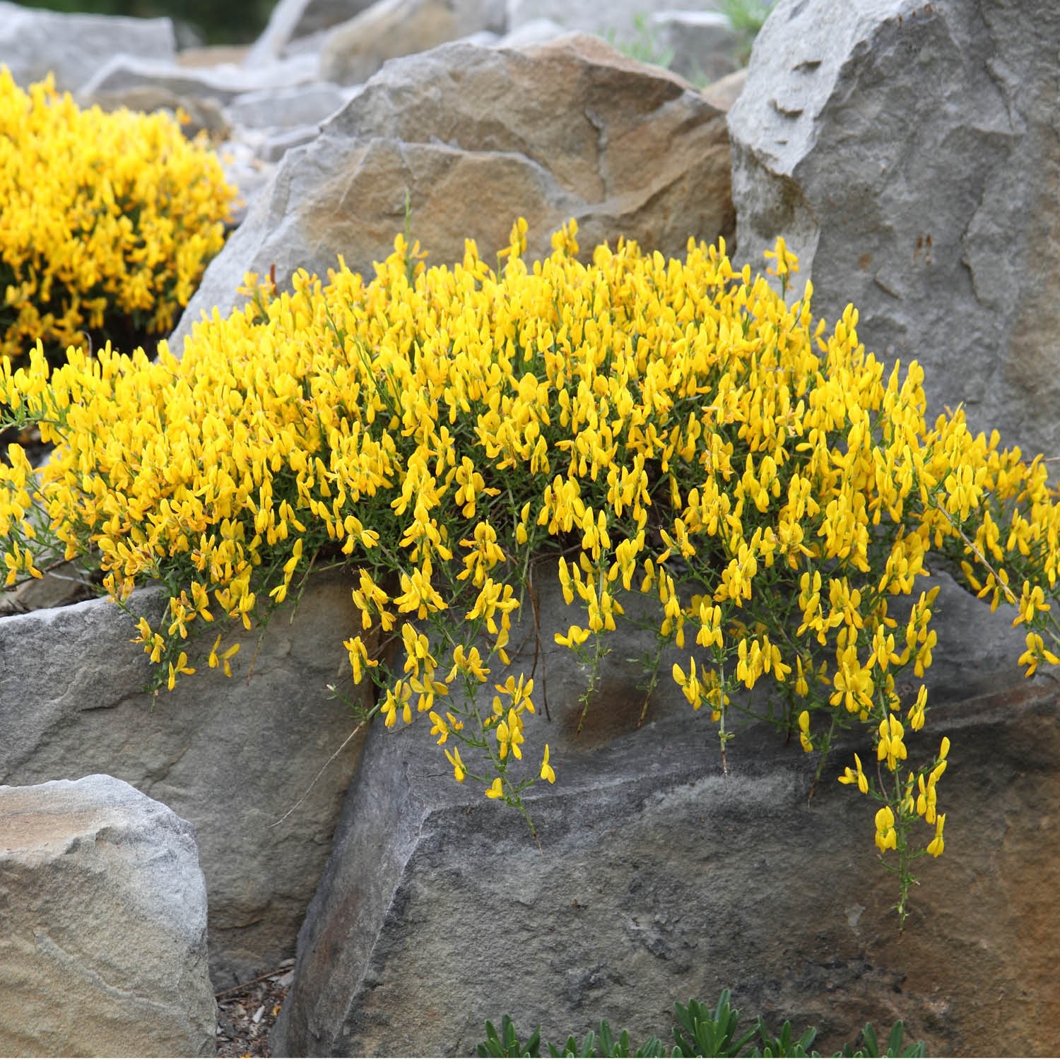 GENISTA - GENET - Jardinerie Prosperi