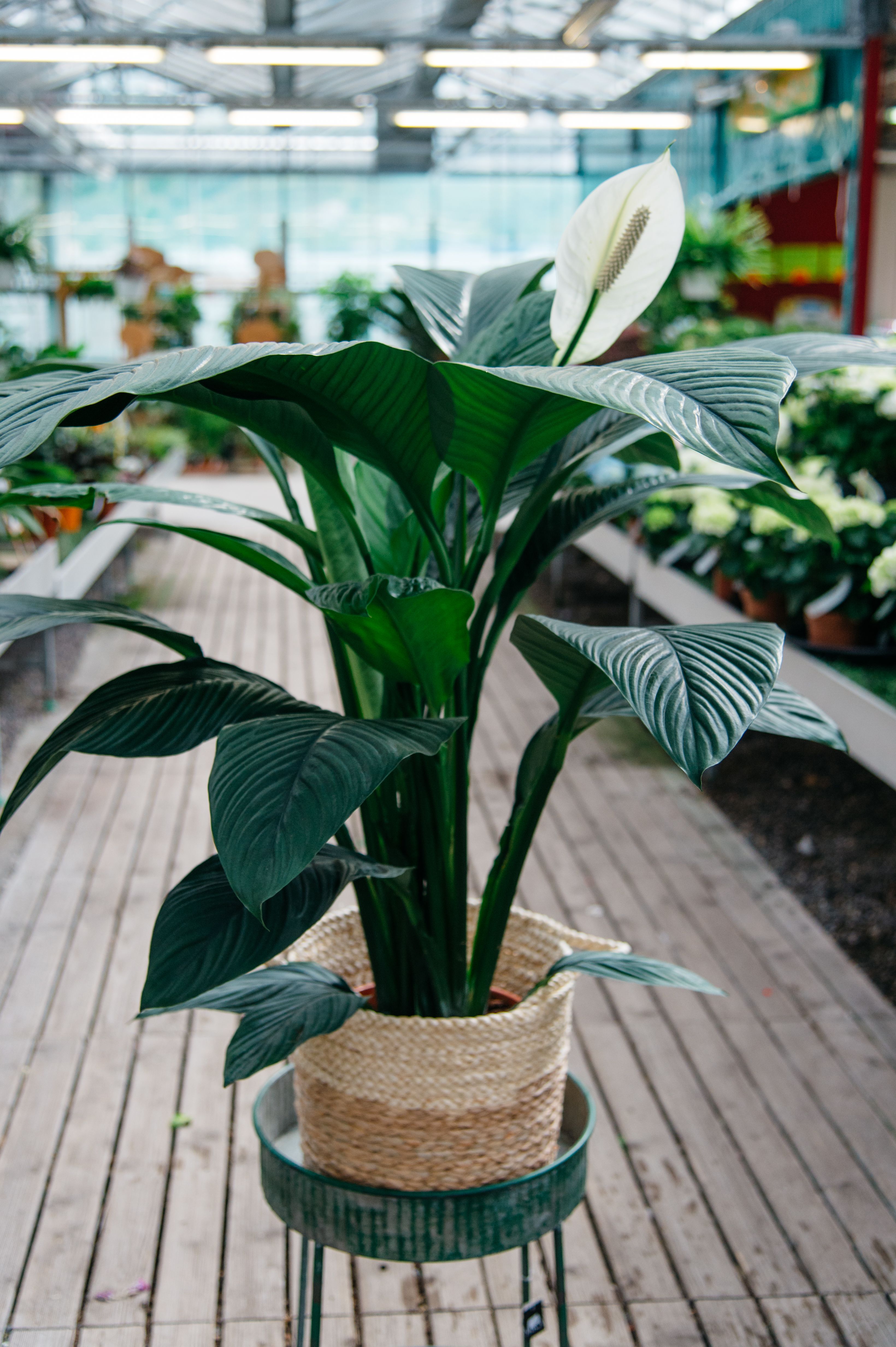 SPATHIPHYLLUM - FLEUR DE LUNE - Jardinerie Prosperi